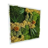 China Real Preserved Moss Wall Art Frame for Garden Decor No Maintenance and Natural Beauty for sale