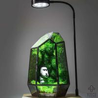 China Customized Logo Accepted Hot Green Stabilized Moss Art for Long Lasting Decoration for sale