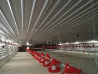 China Automatic Steel Structure Peb Customized Poultry Chicken Farming Shed for sale