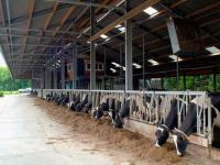 China Prefabricated Light Steel Structure Dairy Cow Cattle Farm Shed Cow Shed for sale