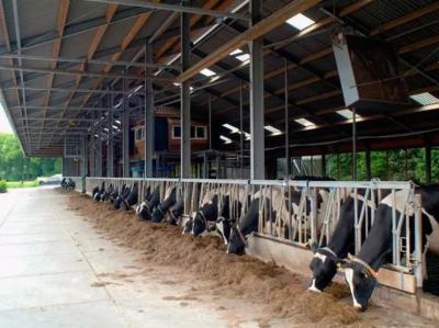 China Prefabricated Light Steel Structure Dairy Cow Cattle Farm Shed Cow Shed for sale