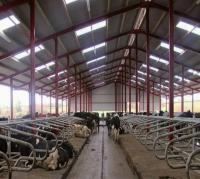 China Modern Steel Structure Metal Dairy Farming Cow House Steel Shed for sale