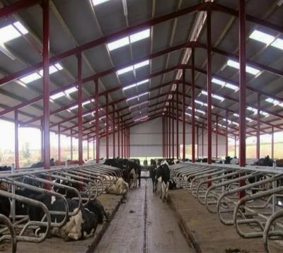 China Modern Steel Structure Metal Dairy Farming Cow House Steel Shed for sale