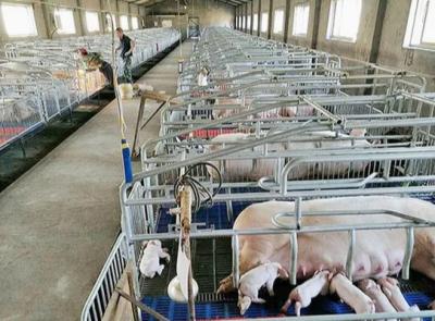 China Efficiency and Sustainability in Piggery Farming Prefabricated Modular Building for Modernized Farm for sale
