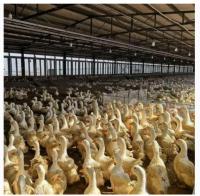 China Economical And Practical Steel Structure Livestock Shed Henhouse Duck Shed for sale