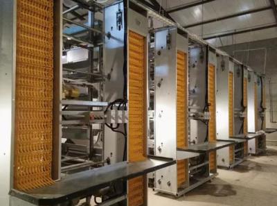 China Steel Structure Chicken Poultry House Chicken Farm Broiler Chicken House for sale