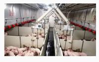 China Modern Pig Farm Steel Building/ Poultry House for sale