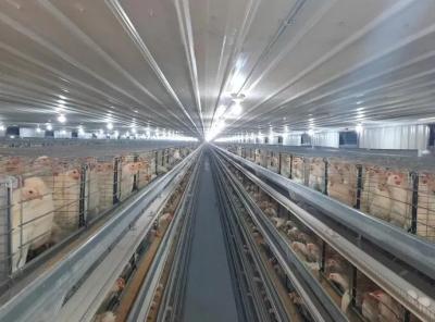 China Metal Poultry Breeding Base Pre Engineered Metal Building for sale
