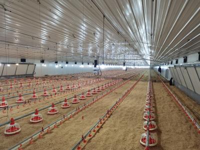 China Hot Dip Galvanized Metal Steel Broiler Layer Poultry House With Automatic Brooding Equipment for sale