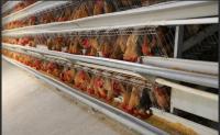 China Stable And Durable Prefabricated Steel Structure Poultry Farm Building for sale