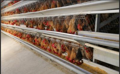 China Stable And Durable Prefabricated Steel Structure Poultry Farm Building for sale