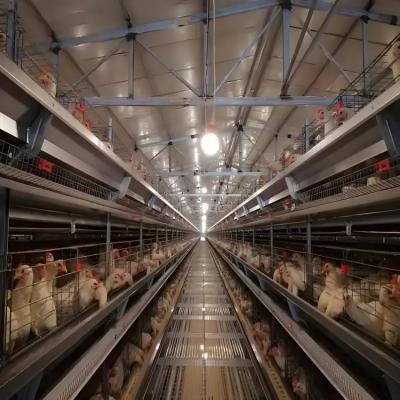 China High Quality Poultry Closed Chicken House Shed Rearing Systems of Chicken Farm Equipment for sale