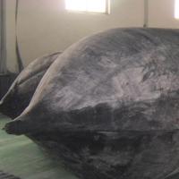 China Marine Rubber Airbags Easy With 0.05 - 0.08MPa Ship Launching Rubber Airbags for sale