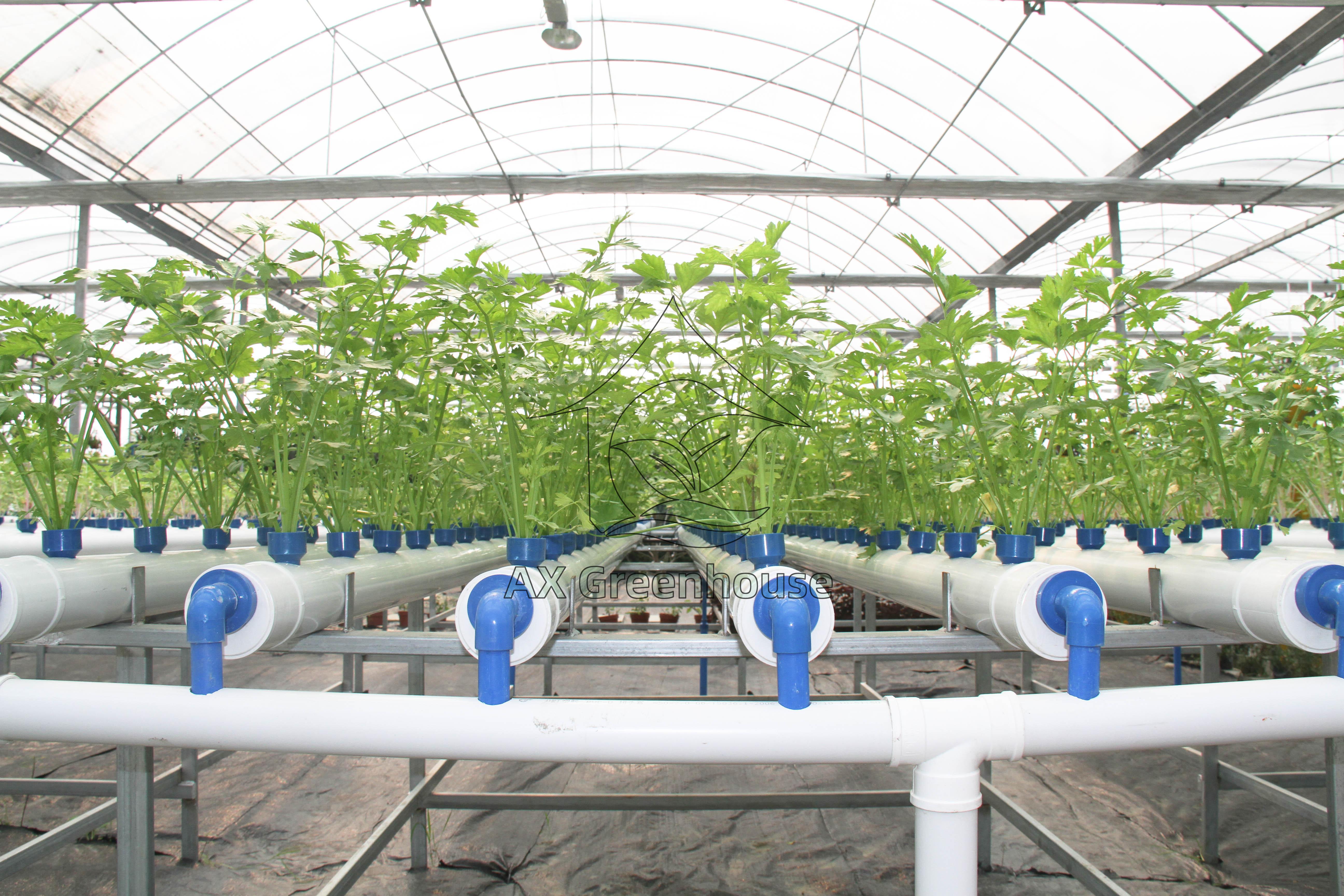 Planting celery in flat hydroponics