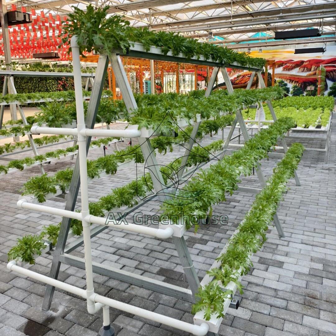 Planting celery in flat hydroponics