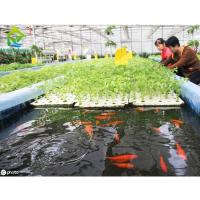 China Tunnel Tomato Cooling System Multi Span Greenhouse Agriculture Commercial for sale