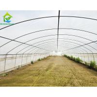 China Customized Poly Tunnel Greenhouses for Tomatoes Growing 10*30 Square Meters for sale