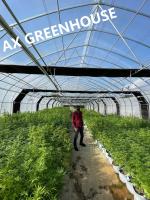 China Medical Growing Blackout Light Dep Green House 9X32M Tunnel Greenhouse for sale
