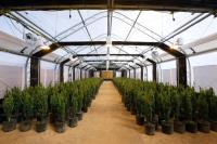 China Agricultural Tunnel Fully Automated Light Deprivation Greenhouse Single span Blackout Greenhouse for sale
