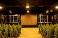 China Agricultural Tunnel Fully Automated Light Deprivation Greenhouse Single span Blackout Greenhouse for sale