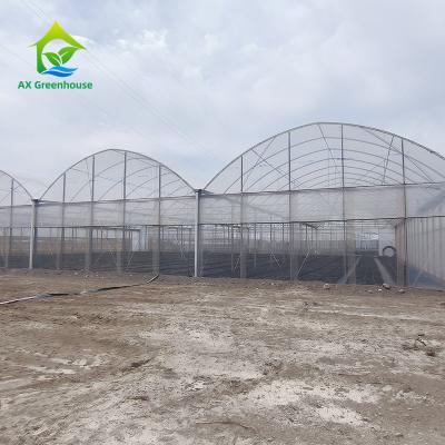 China Multiple Span Plastic Greenhouse With Whole Systems for sale