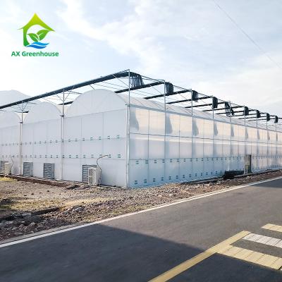 China Multi Span Agricultural Plastic Film Tropical Greenhouse For Tomato for sale