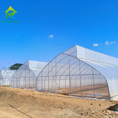 China Custom Nursery Planting Sawtooth Plastic Film Greenhouse Single Span For Tomato for sale