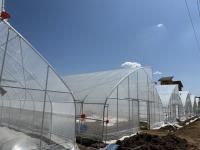 China Custom Nursery Planting Sawtooth Plastic Film Greenhouse Single Span For Tomato for sale