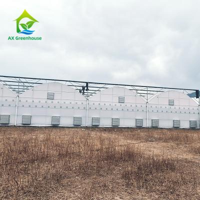 China Tropical Agricultural PE Plastic UV Resistant Film Multi Span Greenhouse For Blueberry for sale