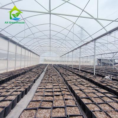 China Agricultural UV Resistant Film Poly Tunnel Tomato Greenhouse For Flowers Plant for sale