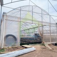 China Wind Resistant Plastic PE Film Commercial Poly Tunnel Greenhouse For Planting Fruit for sale