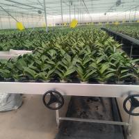 China Customized Seed Bed Adjustable Rolling Benches Grow Table Plastic For Flower Planting for sale