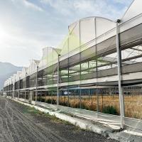 China Plastic PE Film Multi Span Tomato Poly Tunnel Greenhouse For Fruits Vegetables With Shade Net for sale