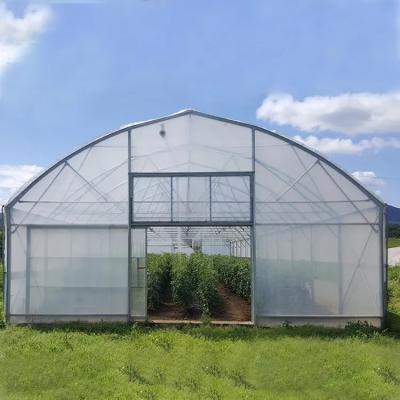 China Tropical Film Plastic Poly Tunnel Agricultural Greenhouses Single-span For Tomato for sale