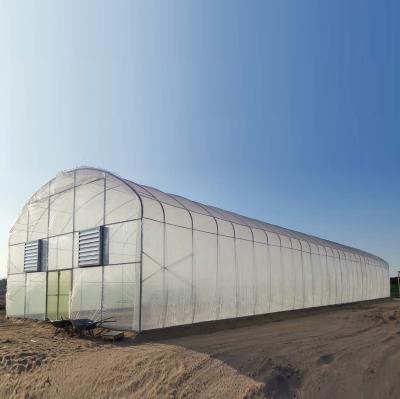 China Commercial Metal Frame Agriculture Plastic Film Greenhouse With Hydroponic System for sale