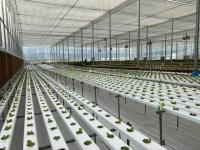 China Commercial Soilless Culture Hydroponics NFT PVC Pipe Tube System For Lettuce for sale