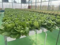 China Commercial Soilless Culture Hydroponics NFT PVC Pipe Tube System For Lettuce for sale
