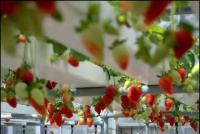 China Commercial Soilless Culture Hydroponics NFT PVC Pipe Tube System For Lettuce for sale