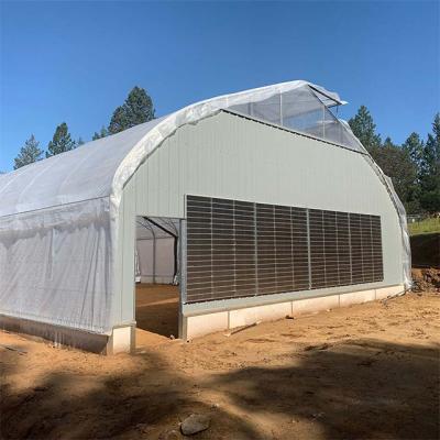 China Blackout Mushroom Single-span Tunnel Light Deprivation Greenhouse For Agriculture for sale