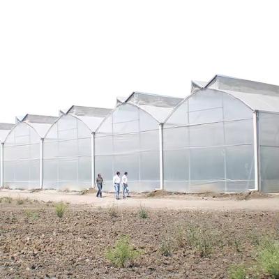 China Poly Tunnel Plastic Film 200 Micron Multi-span Customized Agricultural Greenhouse for sale
