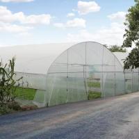 China Low Cost Plastic PE Film UV Resistant Single-span Vegetable Fruit Shed Greenhouse Tent for sale