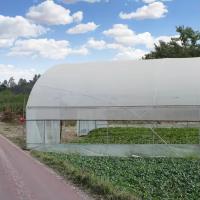 China Low Cost Plastic PE Film UV Resistant Single-span Vegetable Fruit Shed Greenhouse Tent for sale
