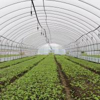 China Economical Low Cost Plastic Film Single-span Poly Tunnel Galvanized Greenhouse Tent for sale