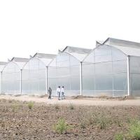 China Agricultural Polyhouse Multi-span Plastic UV Film Greenhouse Drying House For Flowers for sale