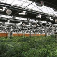 China Auto Blackout Custom Fully Light Deprivation Agricultural Mushroom Greenhouse for sale