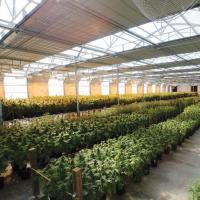 China Automatic Fully Light Deprivation Mushroom Polyhouse Blackout Greenhouse For Medical Herb for sale