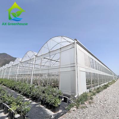 China Agriculture Plastic Film Polytunnel Multi-span Strawberry Greenhouse for sale