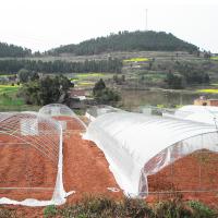 China Plastic PE Film Low Tunnel Poly House Agricultural Greenhouse For Tomato for sale