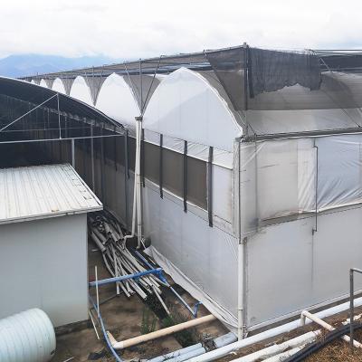 China Automated Blackout Multi-span Light Deprivation Mushroom Greenhouse for sale