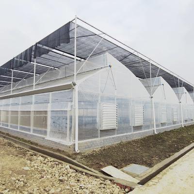 China Tropical Climate Poly Tunnel Multi Span Sawtooth Agricultural Film Greenhouse for sale